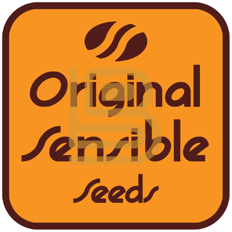 3 FEM SEEDS - OG EDDY LEPP AUTO | BBseeds